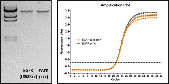 EGFR L858R Reference Standard, 50%