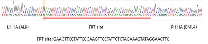 EML4-ALK Reference Standard, 50%
