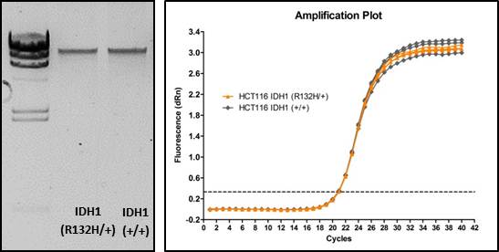 IDH1 R132H Reference Standard, 50%