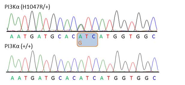PIK3CA H1047R Genomic Reference Standard, 50%