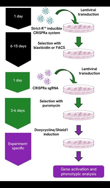 Strict-R inducible lentiviral dCas9-VPR CRISPRa