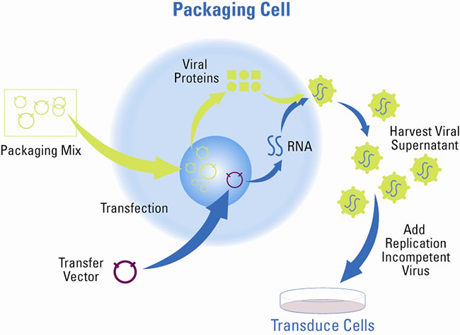 Trans-Lentiviral shRNA Packaging System