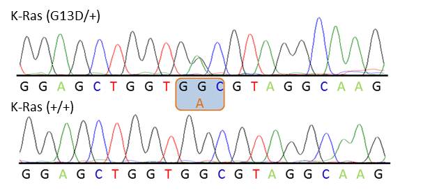 KRAS G13D Reference Standard, 50% 1 ug