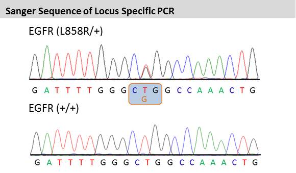 EGFR L858R Reference Standard, 50%