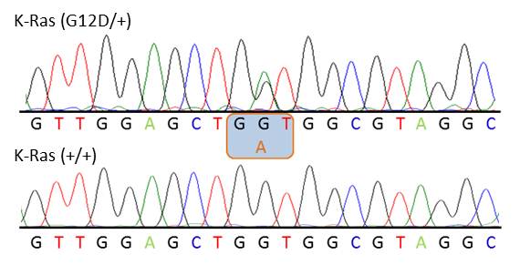 KRAS G12D Reference Standard, 5%