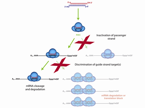 ON-TARGETplus siRNA Reagents - Human